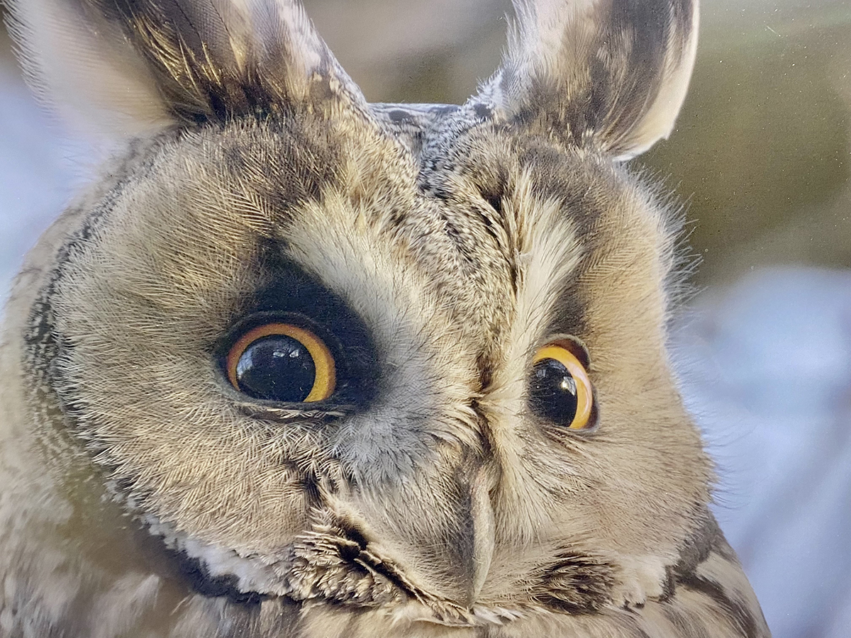 Jardin Extraordinaire : Le tour du monde des animaux | La maison de la ...